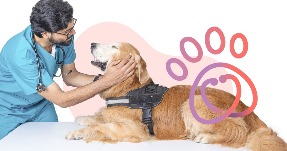 Tata Small Animal Hospital | Best Pet Care, Now in Mumbai