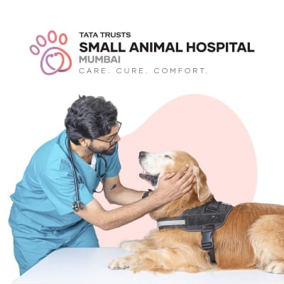 Tata Small Animal Hospital | Best Pet Care, Now in Mumbai