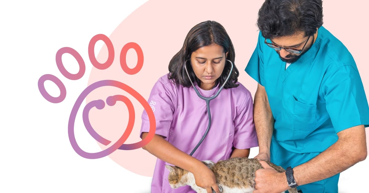 Expert Pet Care You Can Trust | Tata Small Animal Hospital